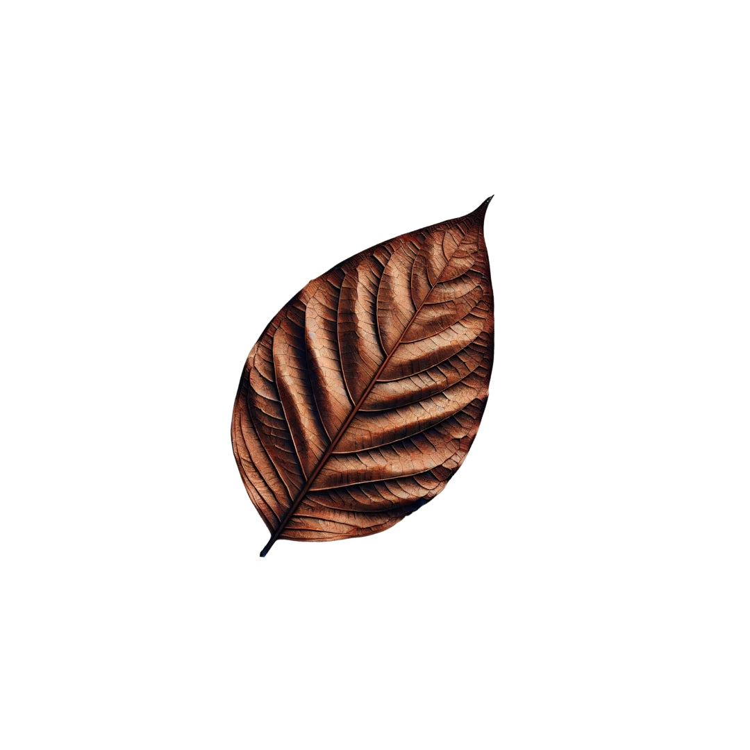 Ecuadorian Sumatra – Cigar Bar
